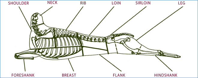 URMIS Standards Document - Meat Track